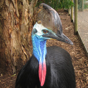 Cassowary sanctuary