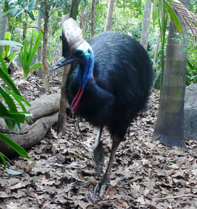 Cassowary sanctuary