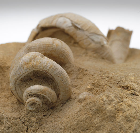 Gastropod fossil