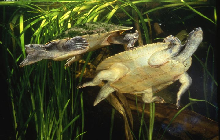 Mary River Turtle